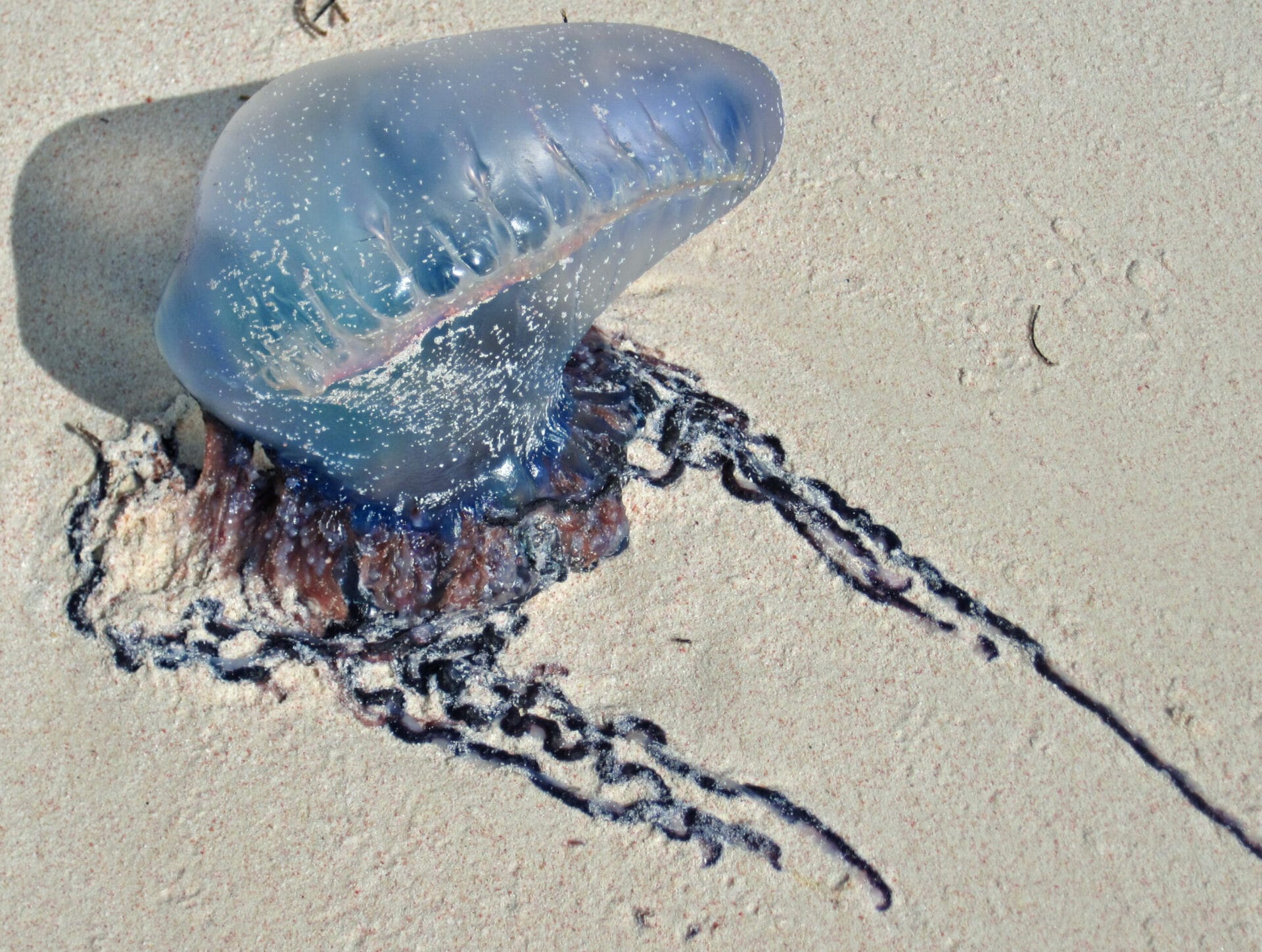 Watch out for Man O' War on our Beaches - Treasure Coast
