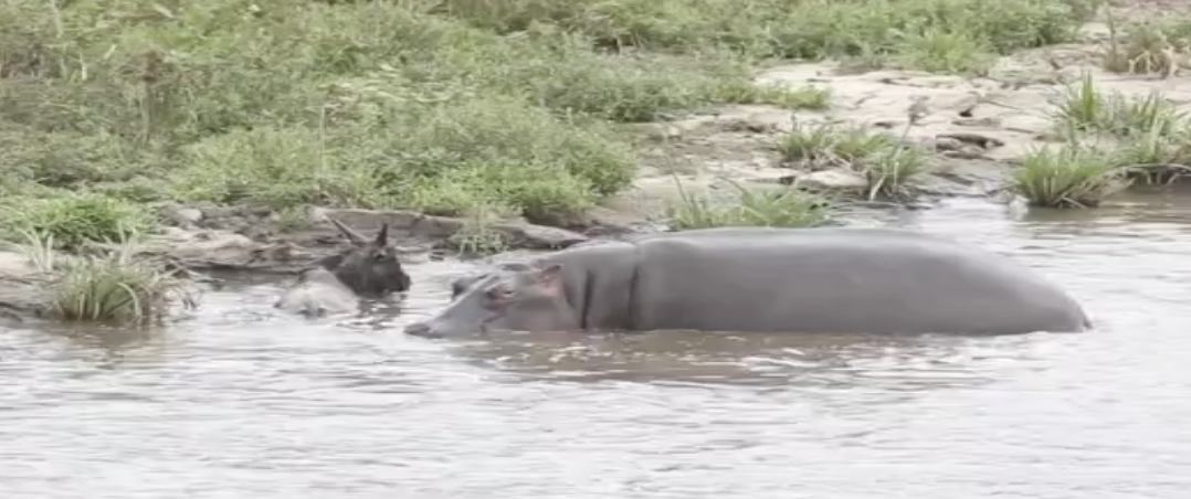 Heroic Hippo Saves Antelope From Crocodile - Treasure Coast