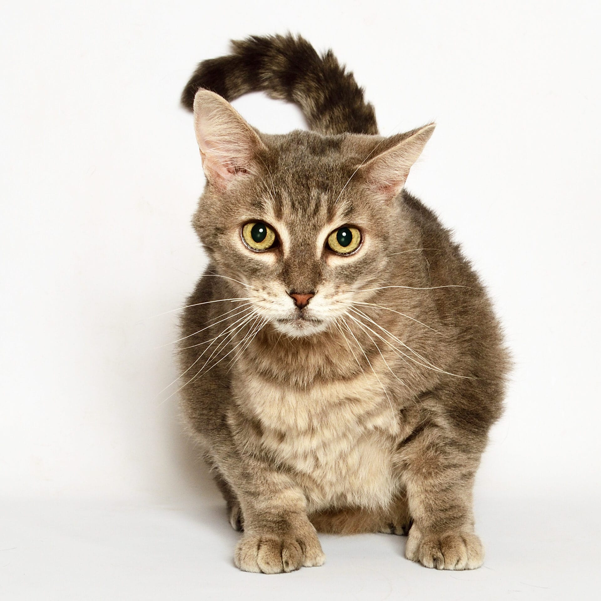 Adopt Sammy! Pet of the week! - TreasureCoast.com