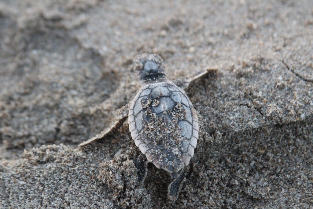 Turtle Nesting Season on Florida's Treasure Coast - Treasure Coast