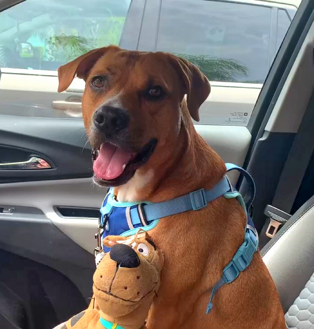 Adopt Scooby & Cleo! Treasure Coast Pets of the Week!