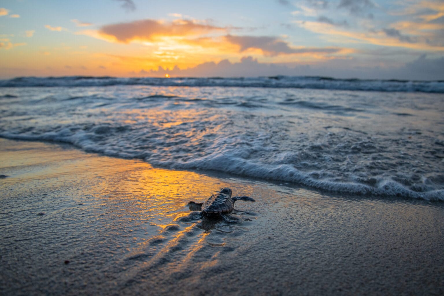 Turtle Nesting Season on Florida's Treasure Coast - Treasure Coast