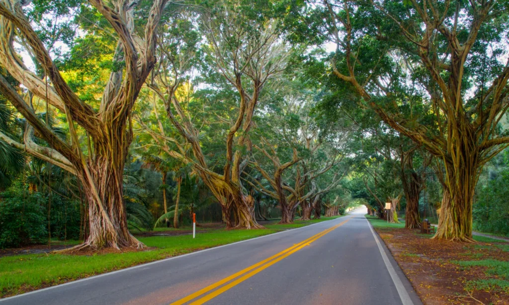 Exploring the Banyan Tree Tunnels of Stuart & Hobe Sound - Treasure Coast