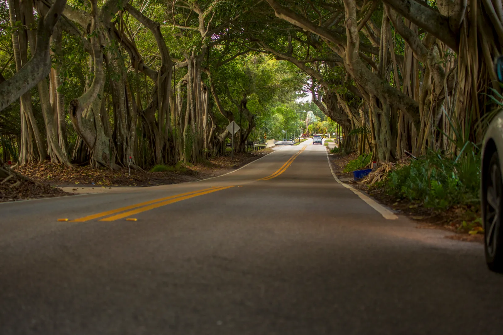 Exploring the Banyan Tree Tunnels of Stuart & Hobe Sound - Treasure Coast