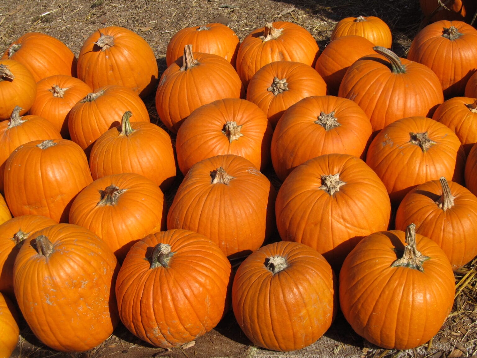 Pumpkin Patches to Visit on the Treasure Coast - Treasure Coast